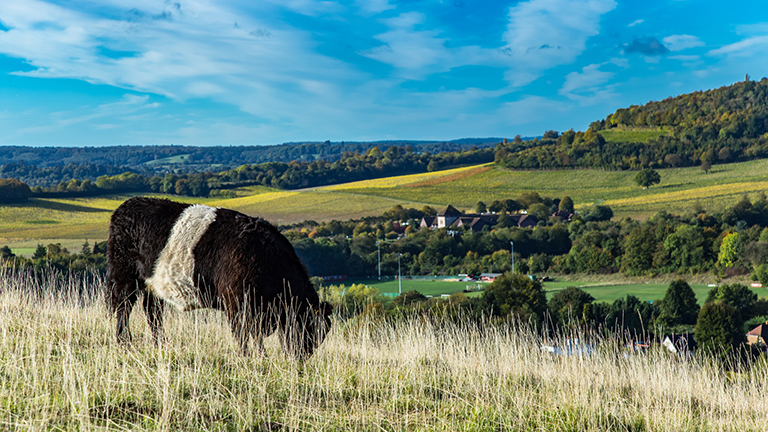 The Surrey Hills